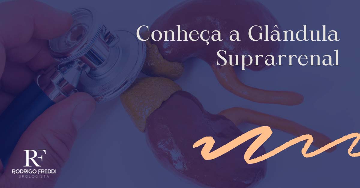 Conheça a Glândula Suprarrenal - Dr. Rodrigo Freddi